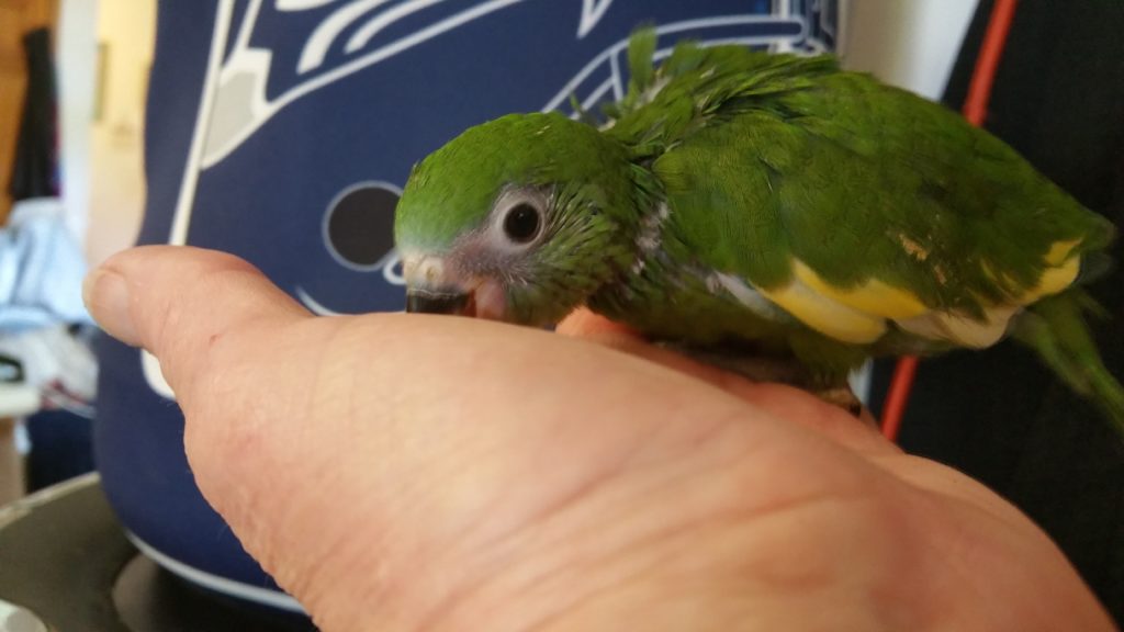 Canary wings is the bird of the week | Whidbey Birds